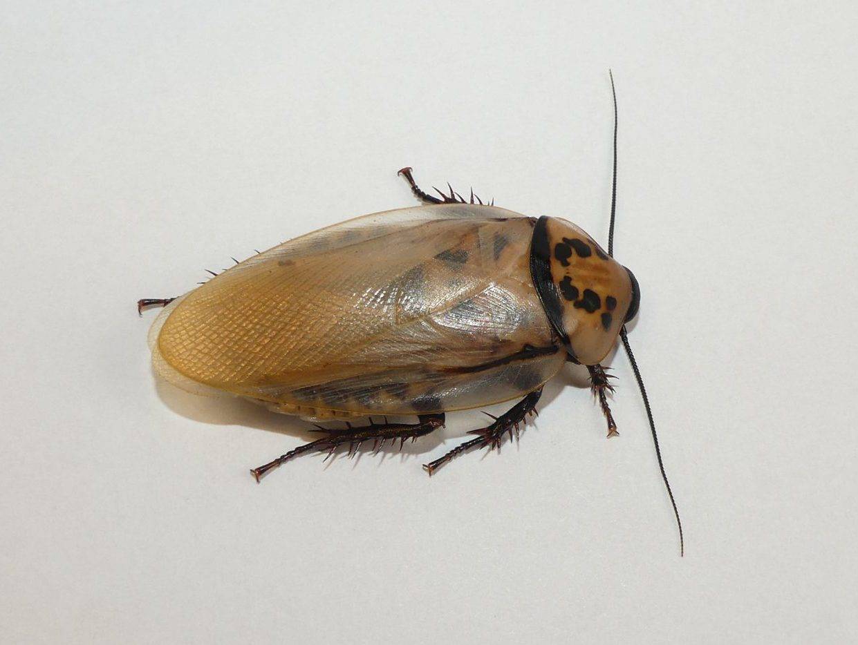 Eublaberus distanti- Vierfleck-Fledermaushöhlenkakerlake, 5 Nymphen