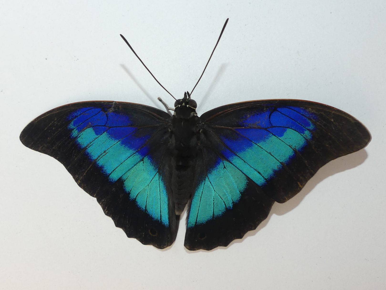 Prepona omphale, 1 Puppe