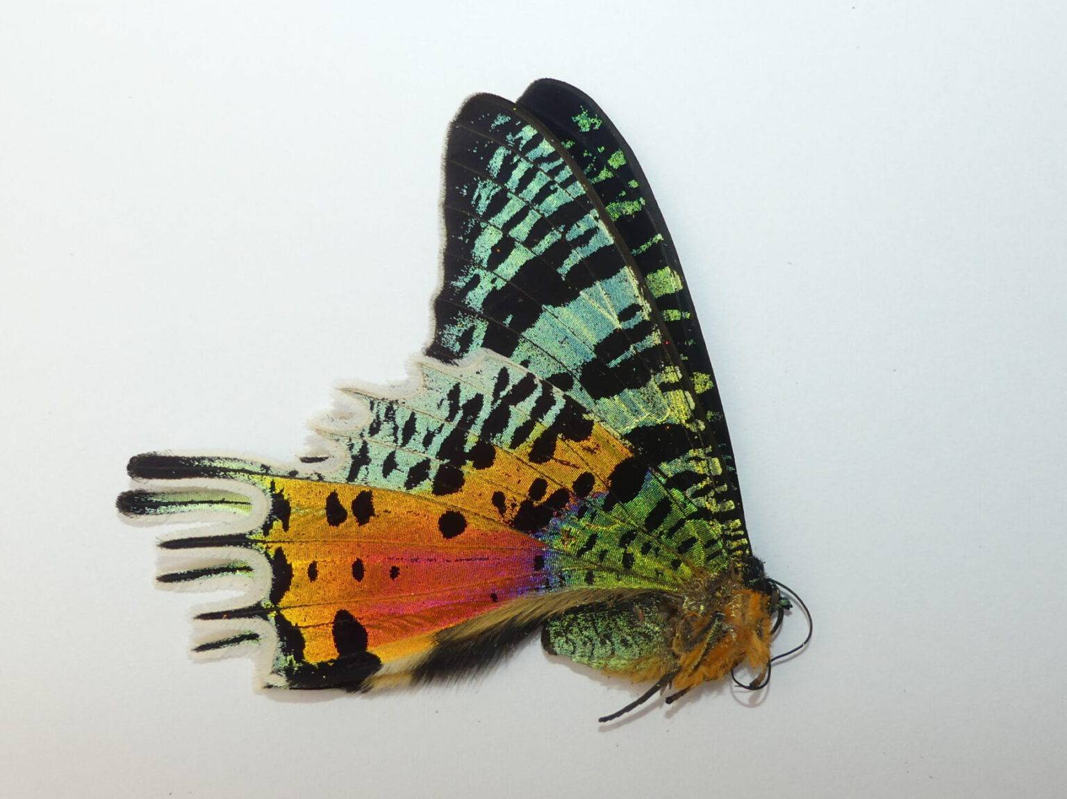 Urania ripheus - Regenbogenfalter, 1 Exemplar - InsektenLifestyle.com