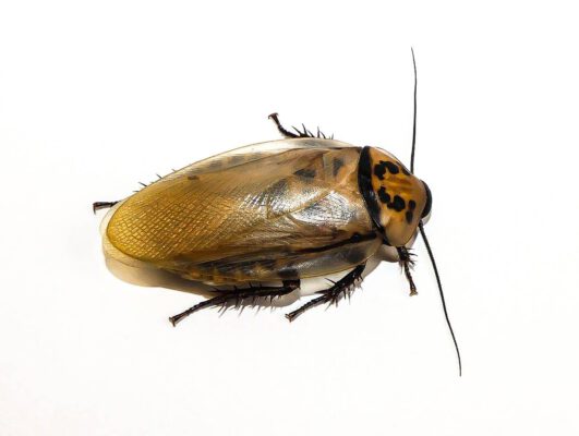 Eublaberus distanti- Vierfleck-Fledermaushöhlenkakerlake, 10 Nymphen ...