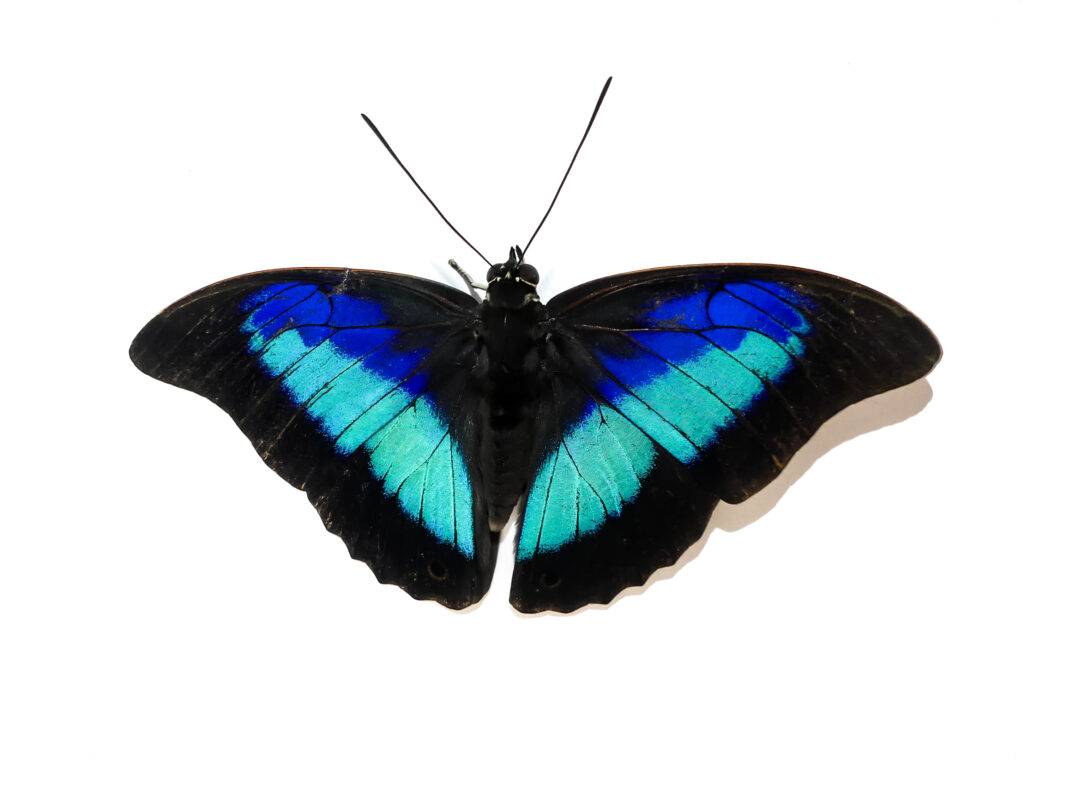 Prepona omphale, 1 Puppe - InsektenLifestyle.com