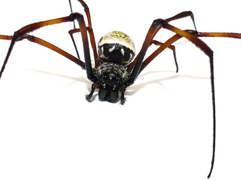 Nephila inaurata madagascariensis -Riesen-Radnetzspinne, 1 adultes ...