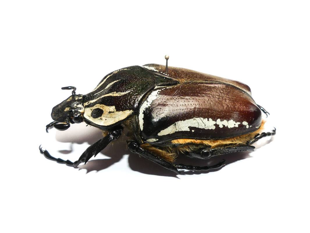 Präparat Goliathus goliatus f. apicalis - Goliathkäfer, Weibchen, 65mm ...