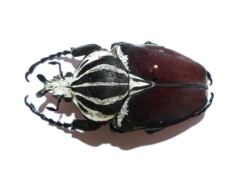 Präparat Goliathus goliatus f. apicalis - Goliathkäfer, Männchen, 70mm ...