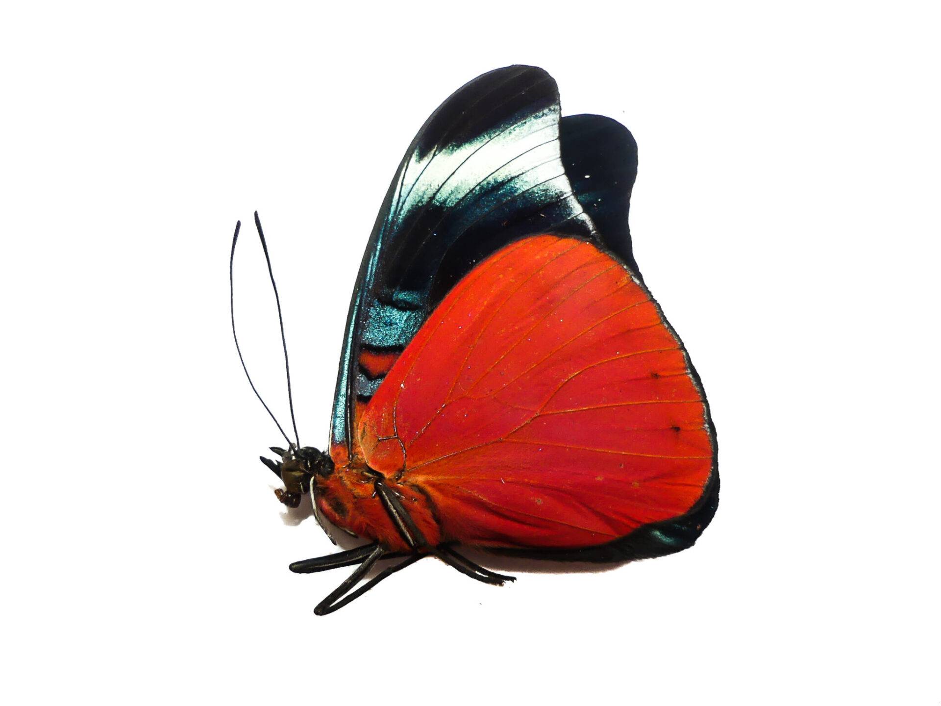 Panacea prola, 1 Exemplar - InsektenLifestyle.com