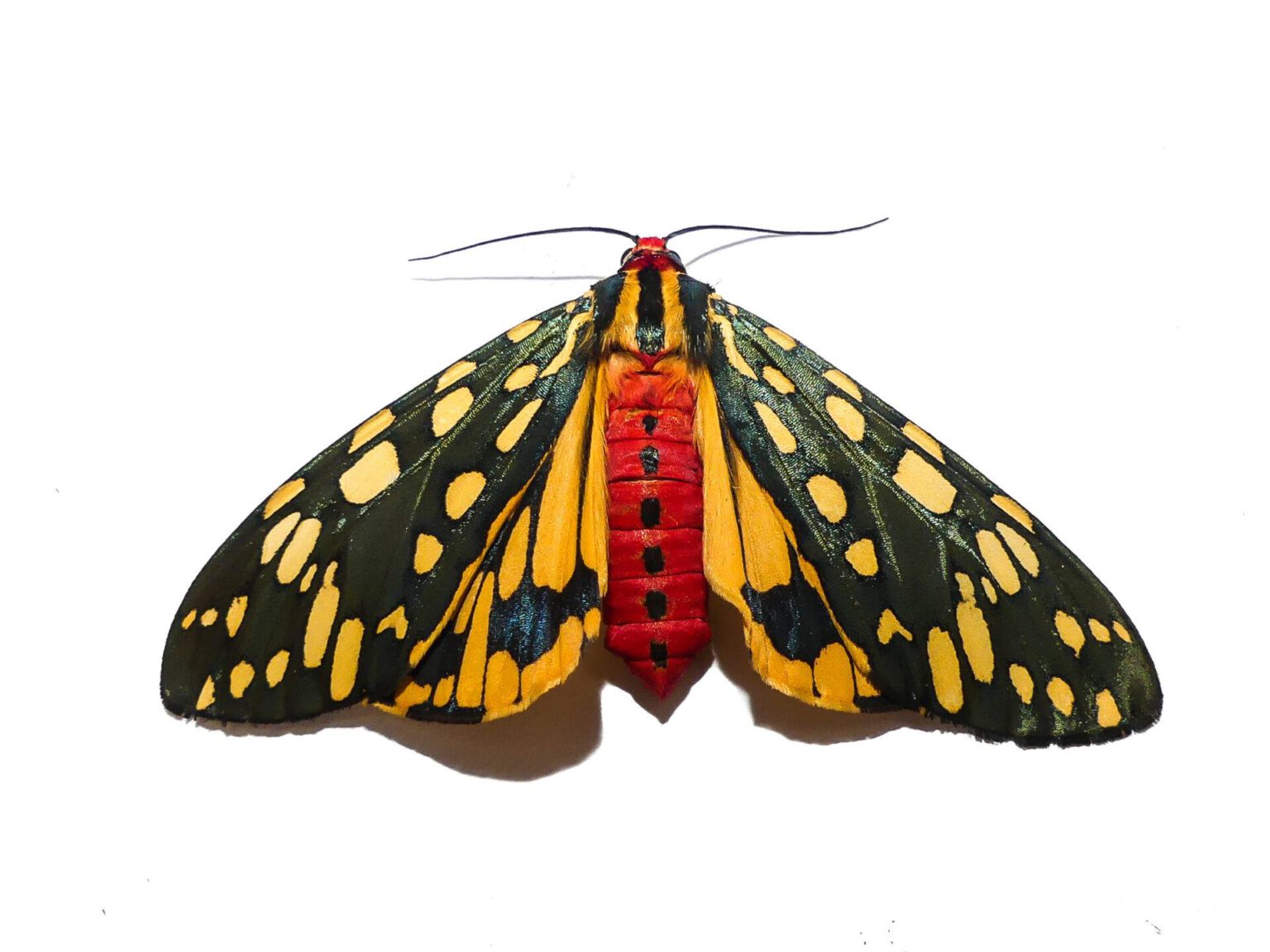 Callindra principalis, 1 Exemplar (spannweich) - InsektenLifestyle.com