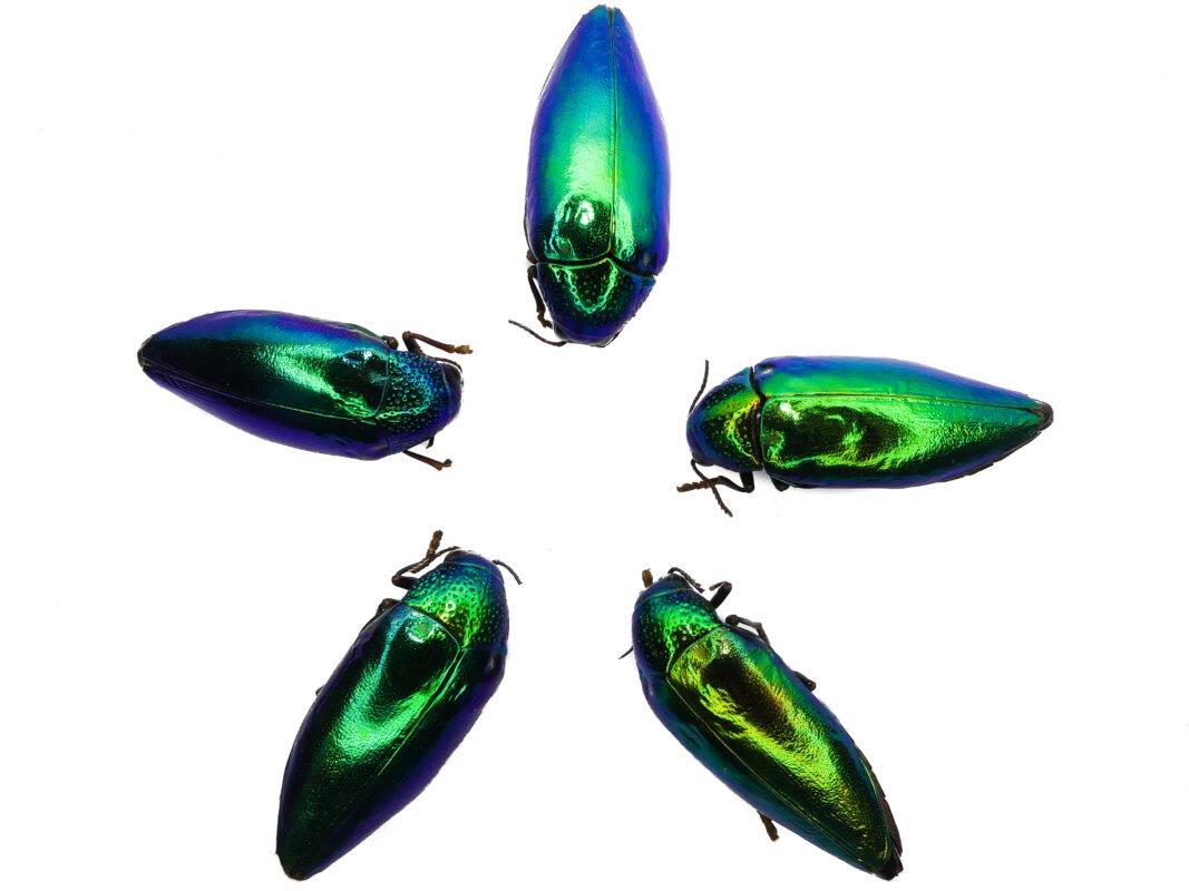 Sternocera ruficornis - Prachtkäfer - InsektenLifestyle.com